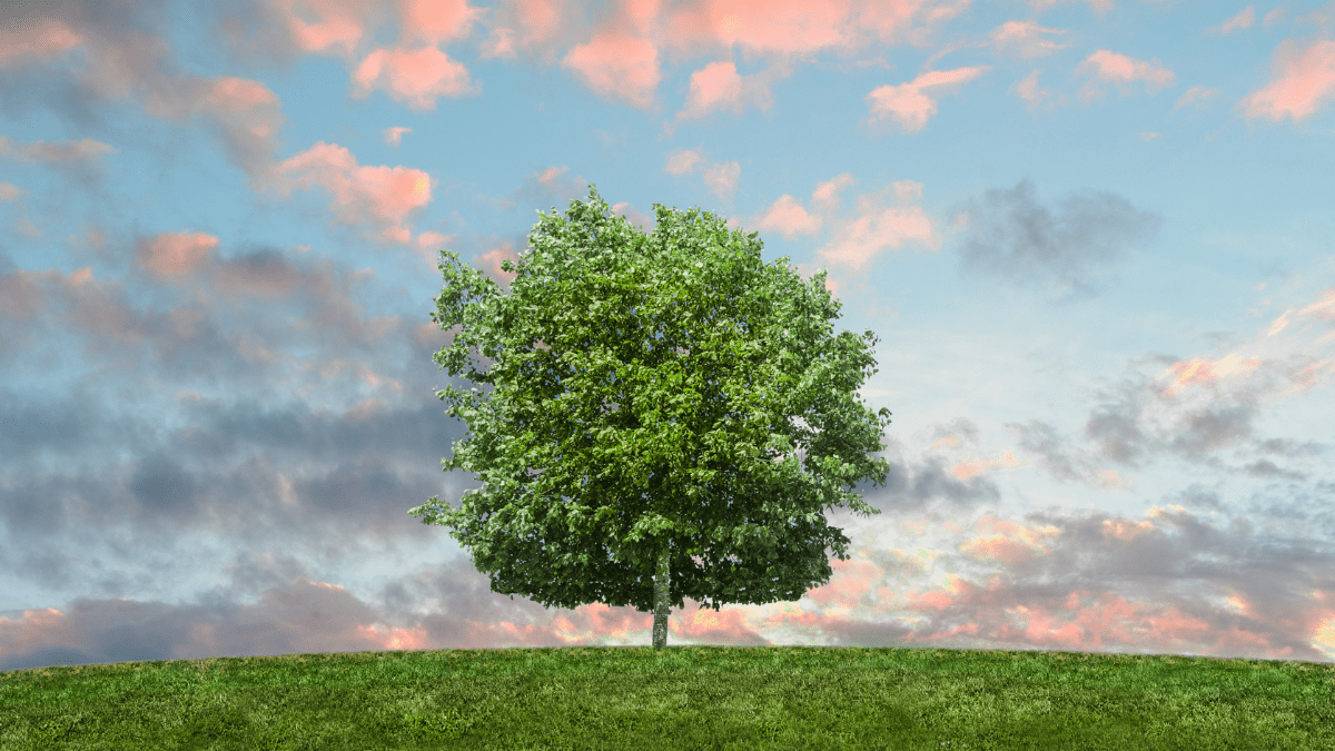 Learn how to plant a specimen tree in your yard - Theatre Ghost